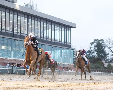 Monomoy Girl - Horse Profile - BloodHorse