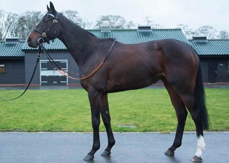 Shamardal Filly Tops Tattersalls February Day 1 - BloodHorse