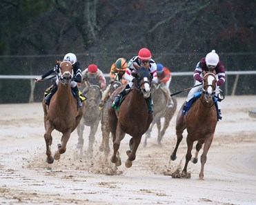 Monomoy Girl - Horse Profile - BloodHorse
