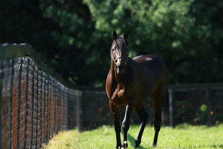 Uncle Mo - Horse Profile - BloodHorse