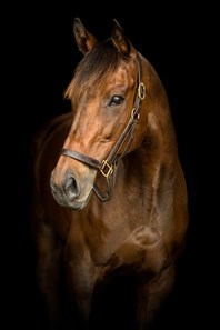 Sealy Hill - Horse Profile - BloodHorse