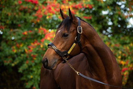 Circus Maximus (IRE) - Horse Profile - BloodHorse