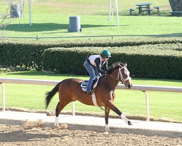 Sara Sea - Horse Profile - BloodHorse