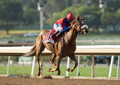 Swiss Skydiver - Horse Profile - BloodHorse