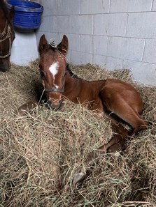 Curlin - Horse Profile - BloodHorse