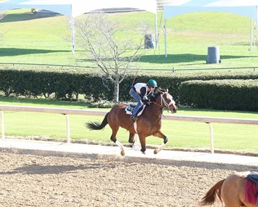 Sara Sea - Horse Profile - BloodHorse