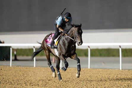Ambivalent - Horse Profile - BloodHorse