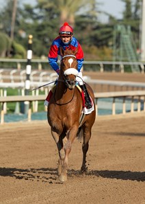 Swiss Skydiver - Horse Profile - BloodHorse