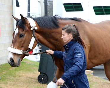 C Z Rocket - Horse Profile - BloodHorse