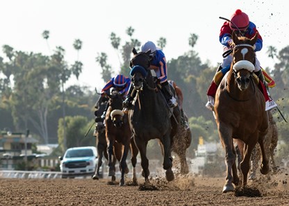 Swiss Skydiver - Horse Profile - BloodHorse