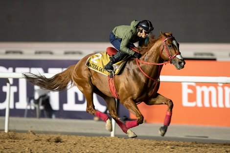 Matera Sky to Stand at Breeders' Stallion Station - BloodHorse