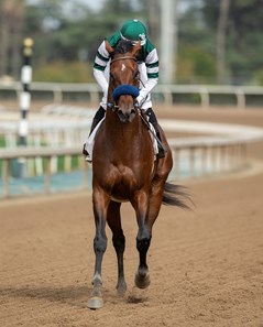 Flightline - Horse Profile - BloodHorse