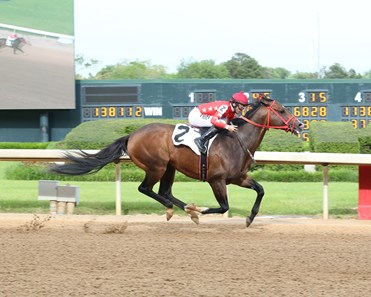 Empire of Gold - Horse Profile - BloodHorse