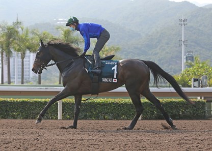 Daring Tact (JPN) - Horse Profile - BloodHorse