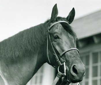 Citation: A Photographic Tribute - Slideshow - BloodHorse