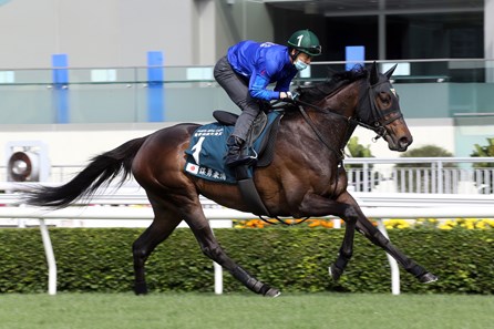 Daring Tact (JPN) - Horse Profile - BloodHorse