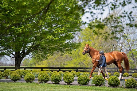 Curlin - Horse Profile - BloodHorse