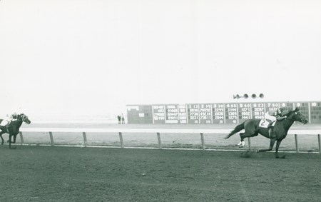 Citation - Horse Profile - BloodHorse