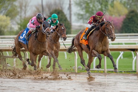 Stage Raider - Horse Profile - BloodHorse