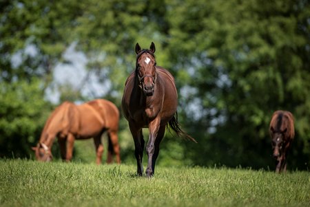Over $17M Awarded to Kentucky Breeders for '22 Earnings - BloodHorse