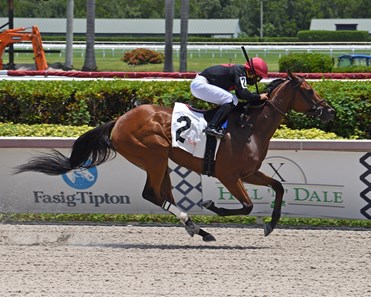 Sprout Wings - Horse Profile - BloodHorse