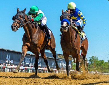 The King Cheek - Horse Profile - BloodHorse