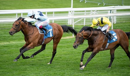 Starman (GB) - Horse Profile - BloodHorse