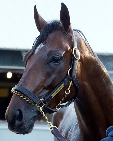 Rombauer in Training, Goal to Raise Stallion Profile - BloodHorse