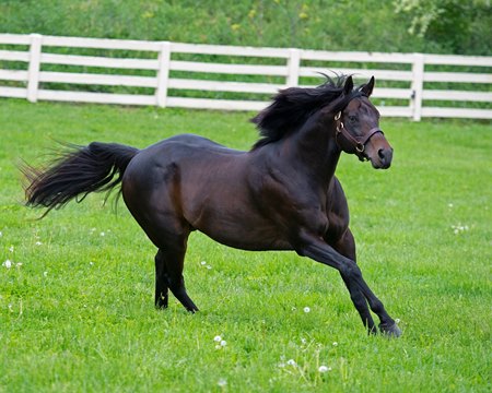 Protonico to Stand for $10,000 in 2022 - TrueNicks.com