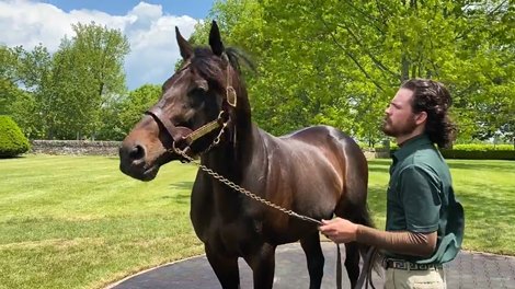 A Visit With Protonico at Castleton Lyons - Video - - BloodHorse