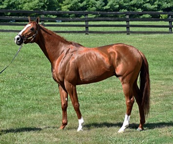 Mystic Guide - Horse Profile - BloodHorse