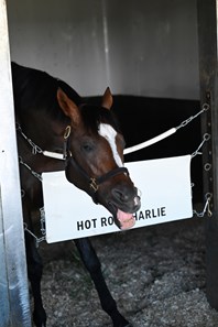 Hot Rod Charlie - Horse Profile - BloodHorse