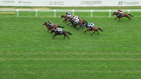 Rohaan (IRE) - Horse Profile - BloodHorse