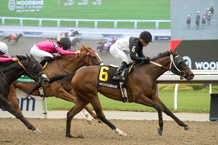 Can't Buy Love - Horse Profile - BloodHorse