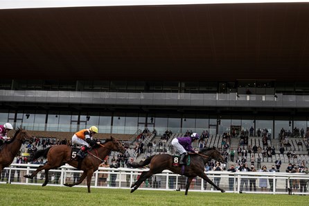 Go Bears Go (IRE) - Horse Profile - BloodHorse