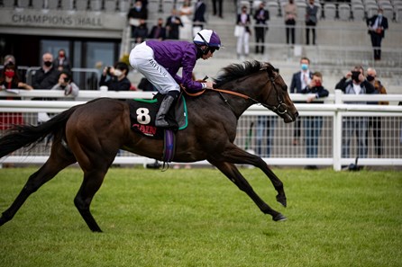 Go Bears Go (IRE) - Horse Profile - BloodHorse