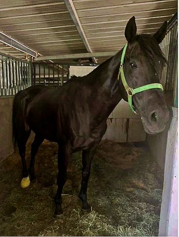 Story of Joe Pike Highlights Shortfall in Aftercare - BloodHorse