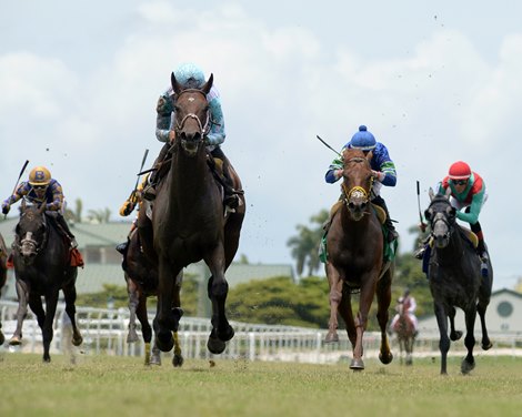 Air Force Blue Gets First Black-Type Winner - BloodHorse