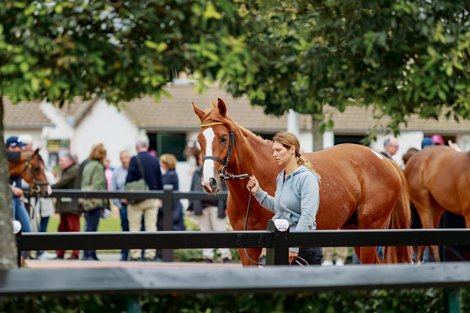 Catalog Now Online for Arqana Summer Sale - BloodHorse