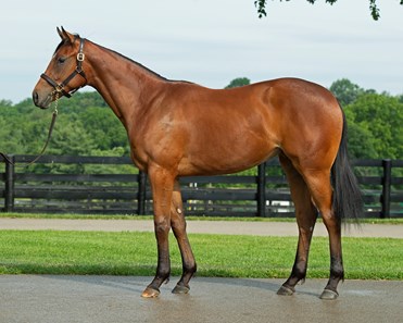 Emma's Encore - Horse Profile - BloodHorse