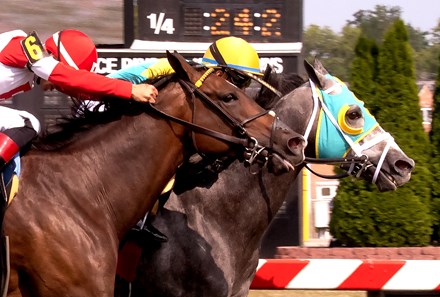 Field Pass - Horse Profile - BloodHorse