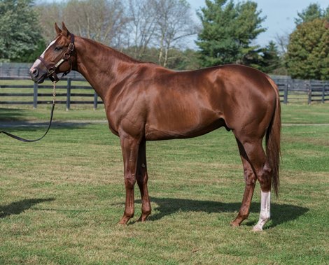 Millionaire Madefromlucky to Stand at R Star Stallions - BloodHorse