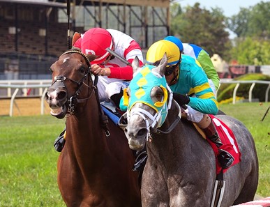 Field Pass - Horse Profile - BloodHorse