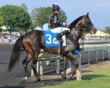 Tango Tango Tango - Horse Profile - BloodHorse