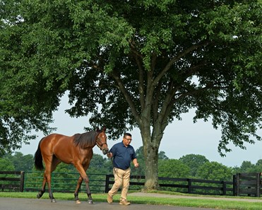 Emma's Encore - Horse Profile - BloodHorse