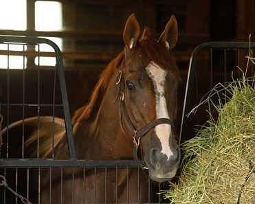 Whitmore - Horse Profile - BloodHorse
