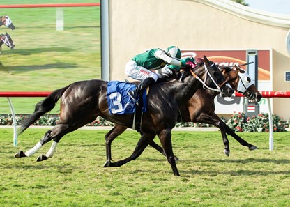 Pulpit Rider - Horse Profile - BloodHorse