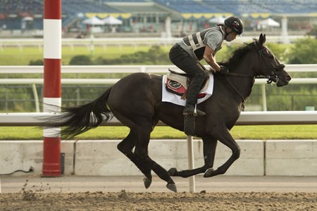 Emmeline, Miss Speedy Head Smart Cast in Bison City - BloodHorse