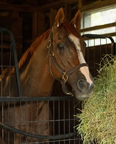 Whitmore - Horse Profile - BloodHorse