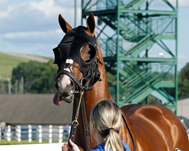 Arzak - Horse Profile - BloodHorse